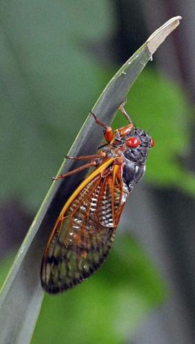 Cicadas return to Baton Rouge after 13 years in dormancy ...