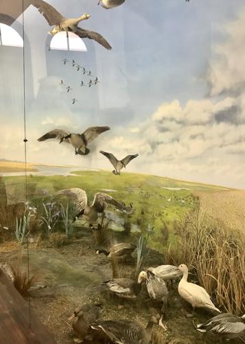 Hi-tech merges with charming past in LSU Museum of Natural Science ...