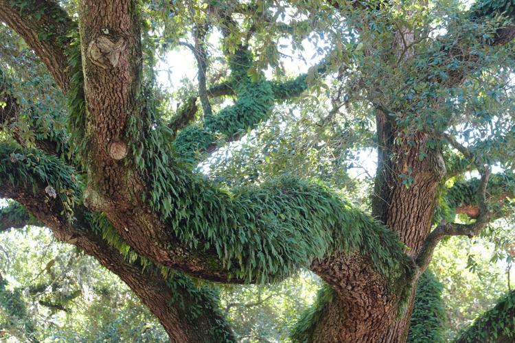 Resurrection fern makes itself known after rainfall | Home/Garden ...
