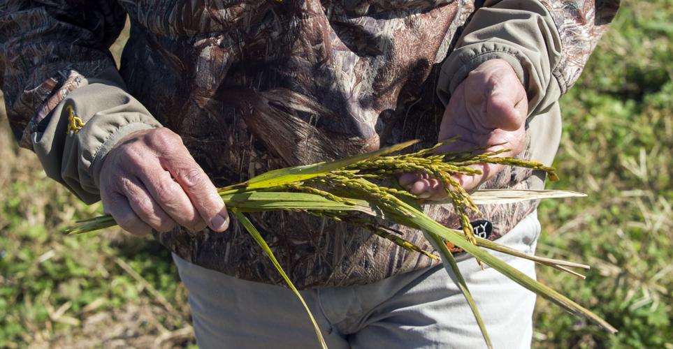 Acadia Parish-based Frugé Spirits, maker of J.T. Meleck rice vodka ...
