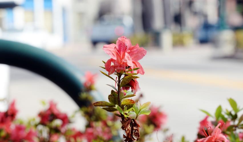 Group works to revive Lafayette's historic Azalea Trail | News ...