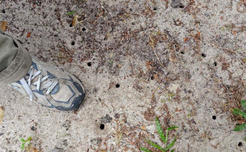 Cicadas return to Baton Rouge after 13 years in dormancy ...