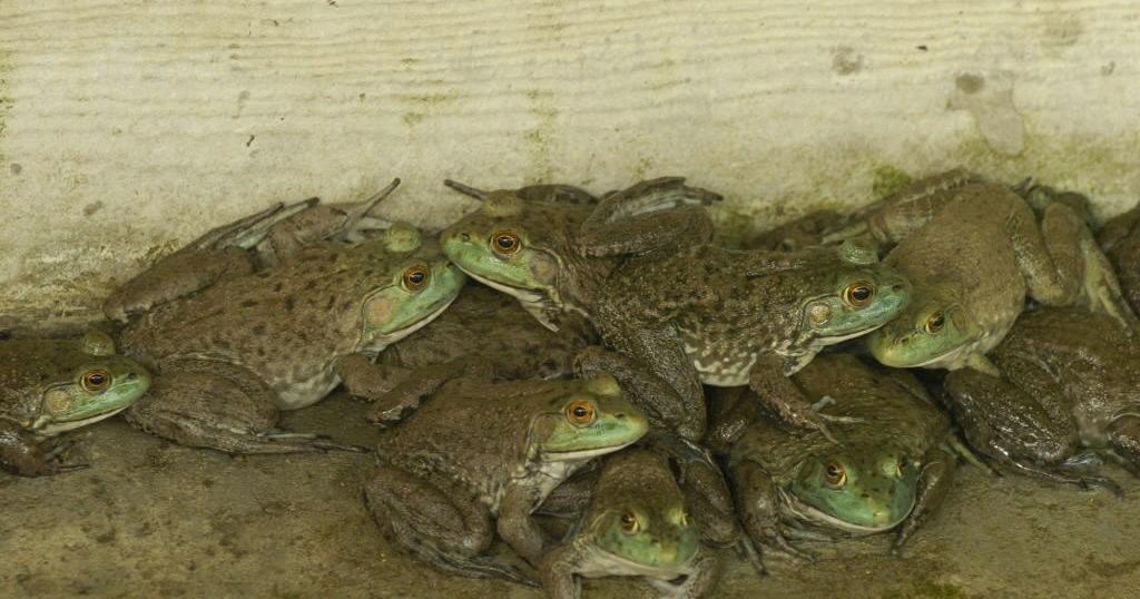 Big frogging fines: Louisiana men land citations, possible jail time ...