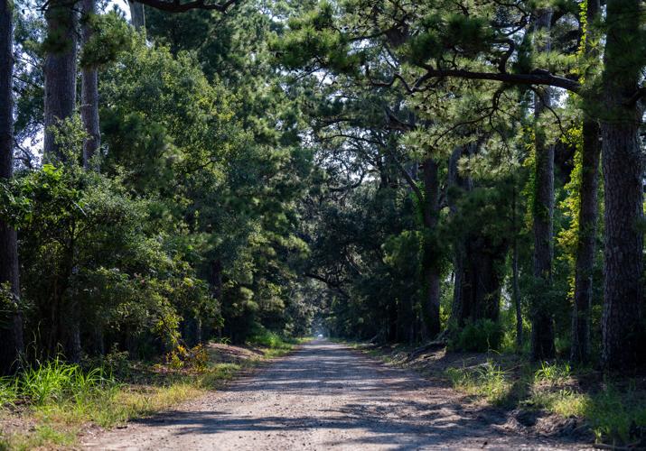 St. Martinville, Louisiana Oak and Pine Alley wedding legend ...