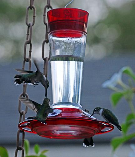 Hummingbirds swarm Louisiana yard in hummingbird migration ...