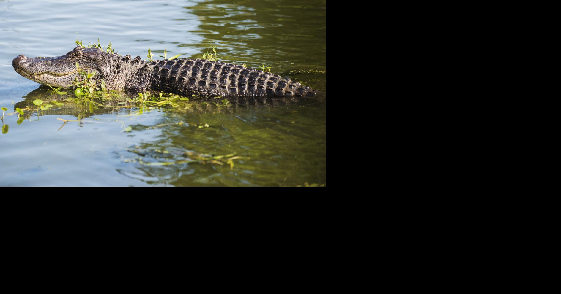 Wildlife and Fisheries announces 2019 alligator lottery details | St ...