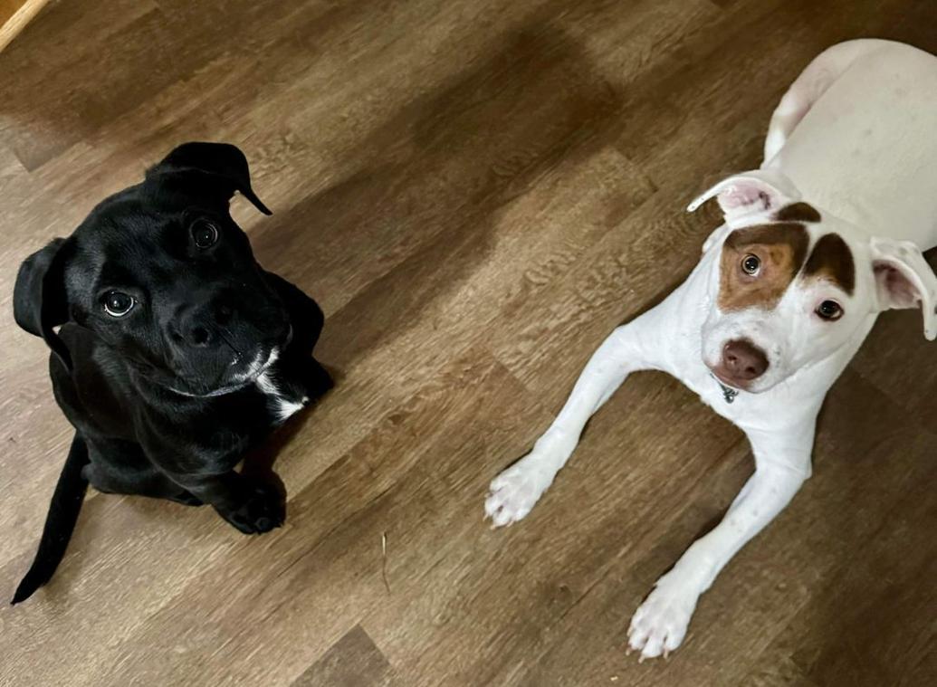 St. Gabriel animal rescue operation closes for now | News | theadvocate.com