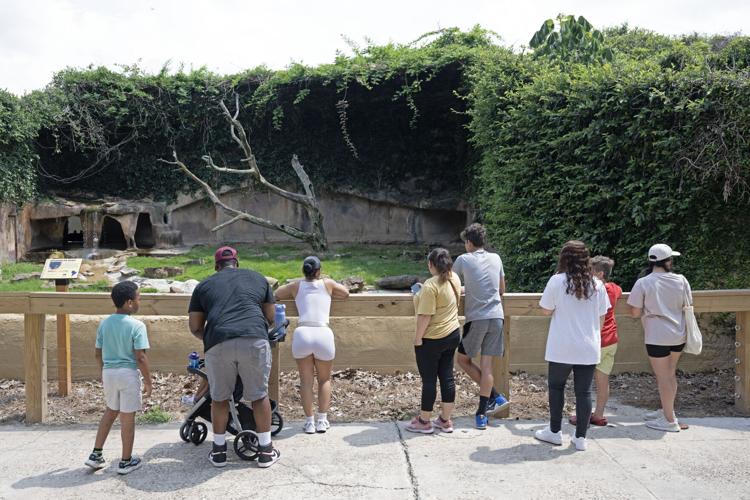Baton Rouge Zoo will have its Art for Animals Festival May 3 ...