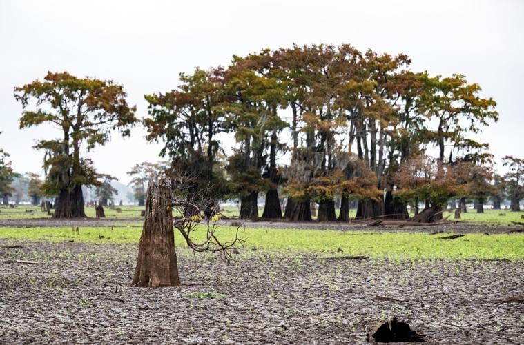 Atchafalaya Basin water level hit historic lows last month | Business ...