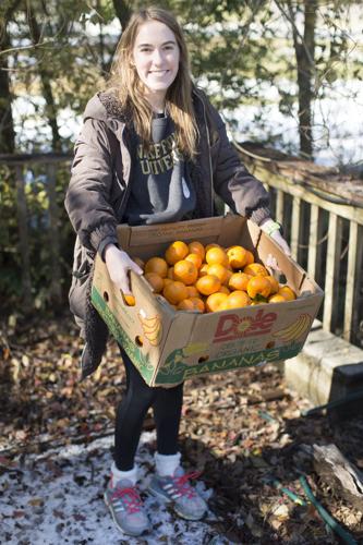 Citrus Shepherds pick fruit as snow melts from the trees | Mid City ...