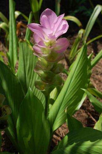 Dramatic ginger blooms spice up landscapes | Home Garden | theadvocate.com