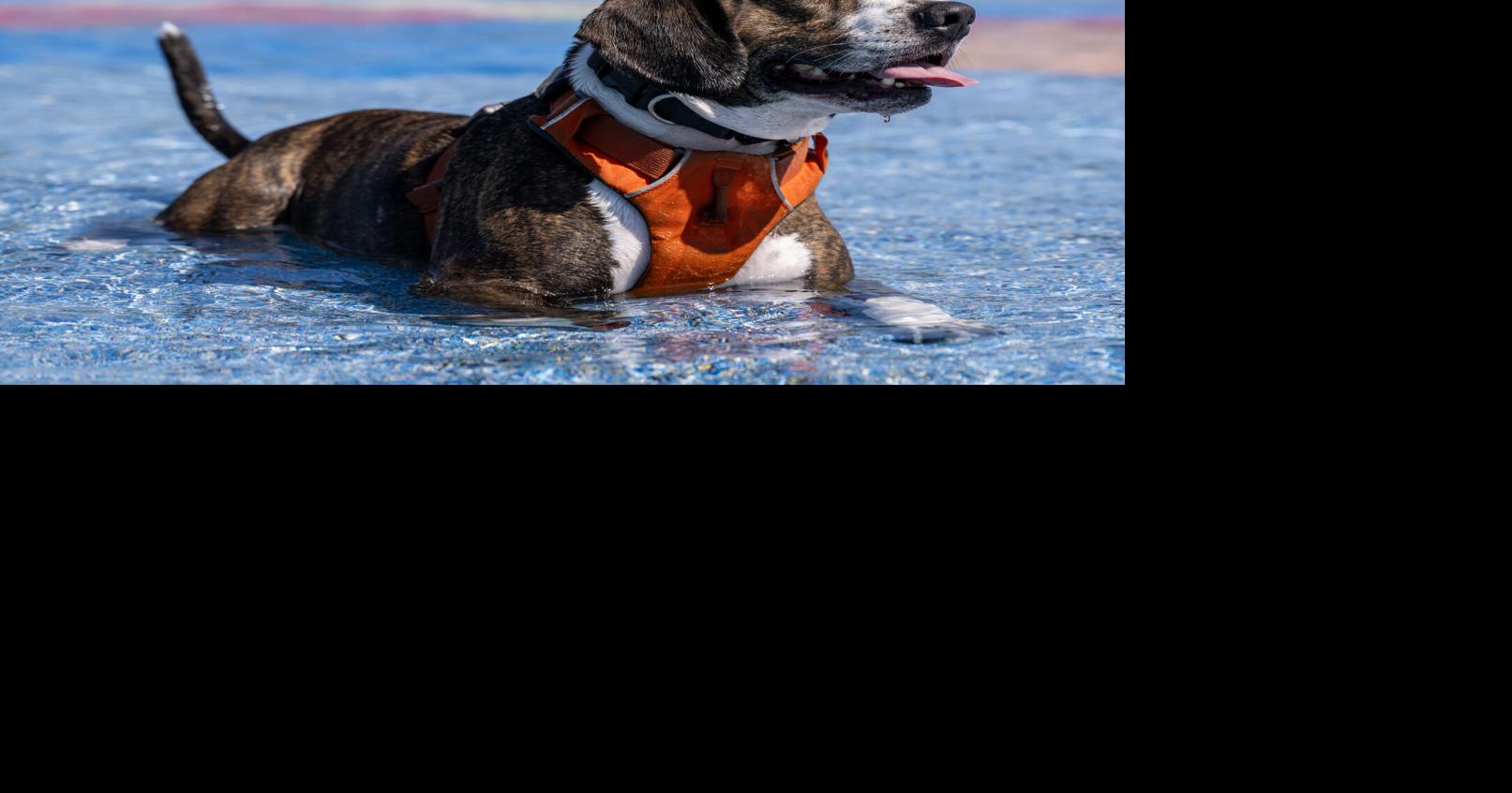 Photos: Local pups gather for a pool pawty to celebrate the end of ...