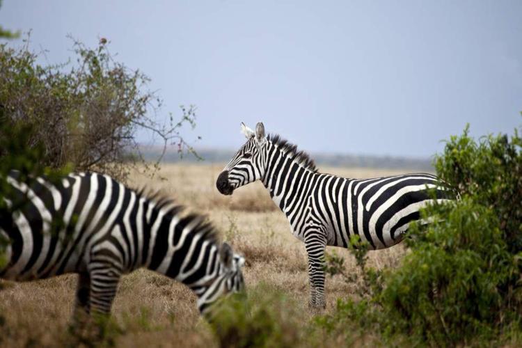 ‘Kenya 3D’ at IMAX is a spectacular look at animals in nature | Movies ...