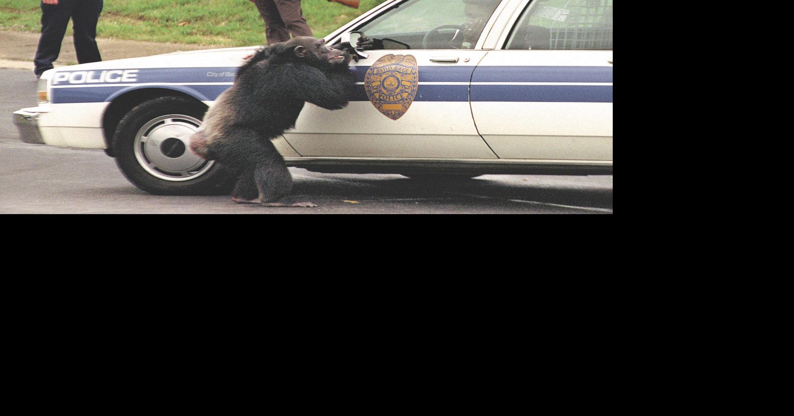 Monkey business? Activists suspicious of Candy the chimp's death ...