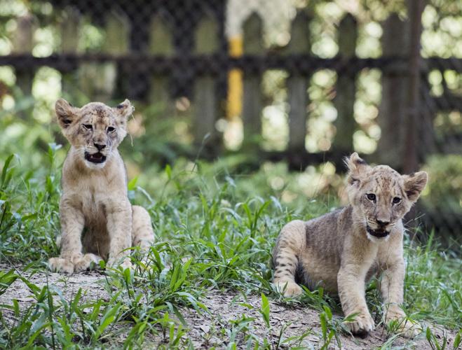 Cute and clumsy, Zoosiana's lion cubs will only be safe for cuddles for ...