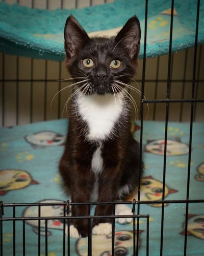 Cats available through Cat Haven of Greater Baton Rouge on June 28 ...