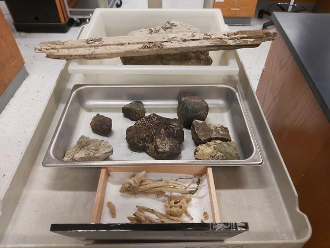 BRCC sponge research project breaks ground, opens doors | Louisiana ...