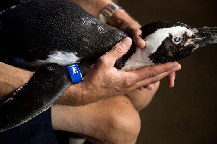 Acupuncture on penguins? Old bird gets new life after procedure at ...