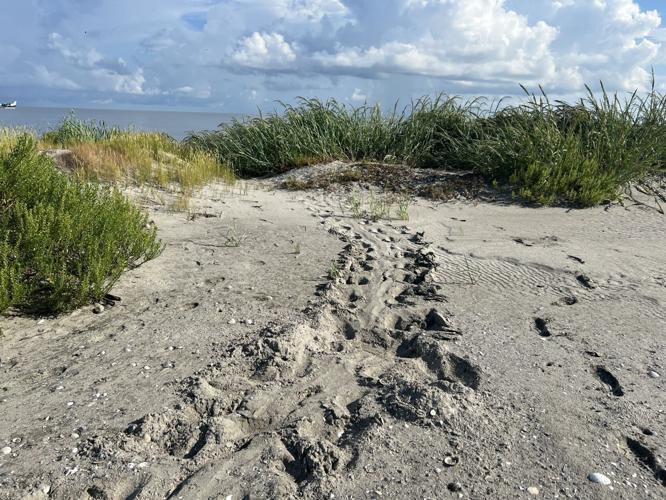 High-stakes hunt for endangered turtles on Louisiana island ...