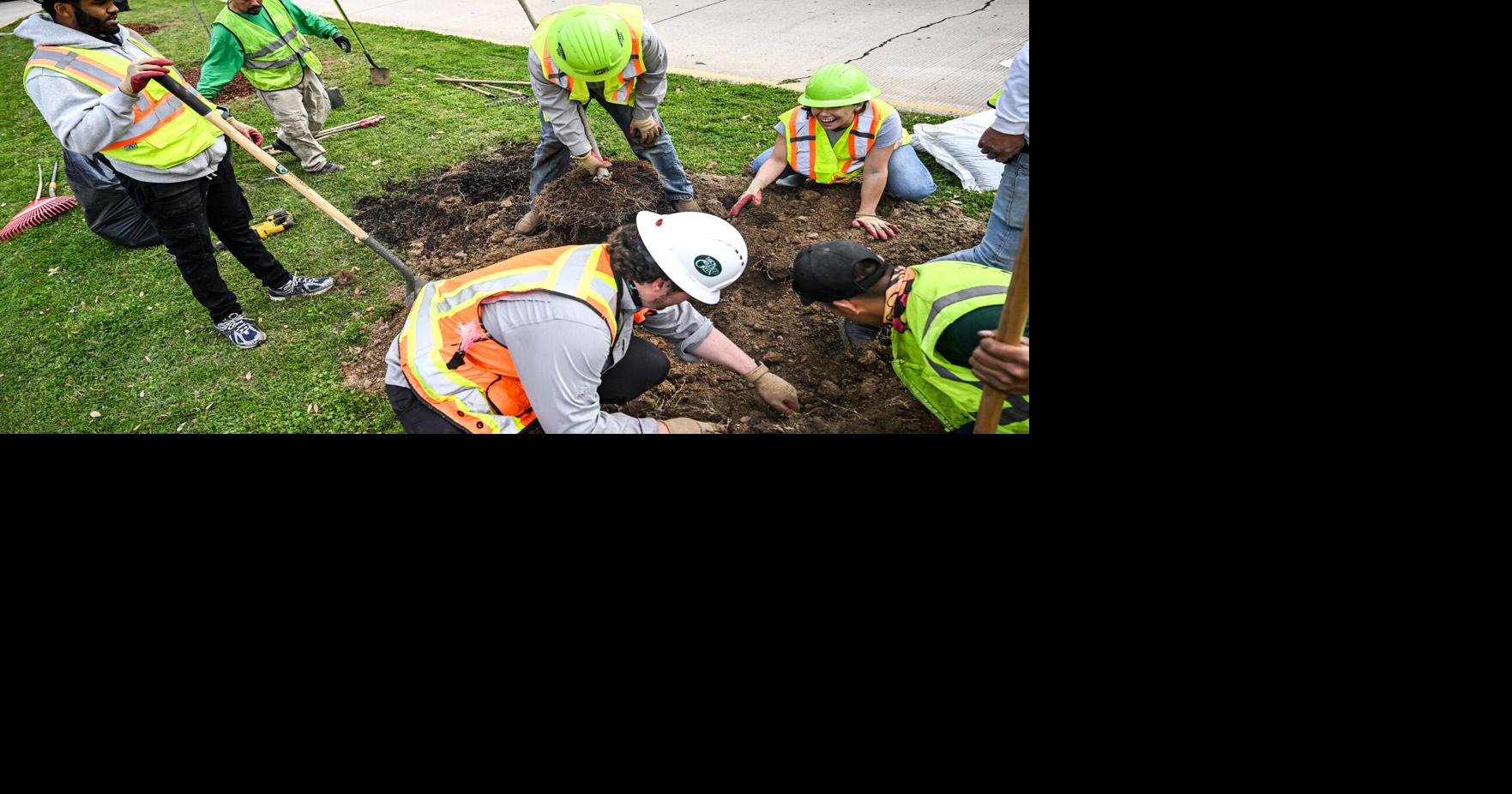Baton Rouge Green installs 47 trees on Bluebonnet | Entertainment/Life ...