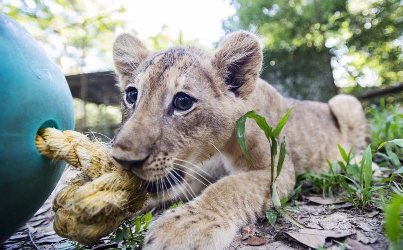 Cute and clumsy, Zoosiana's lion cubs will only be safe for cuddles for ...