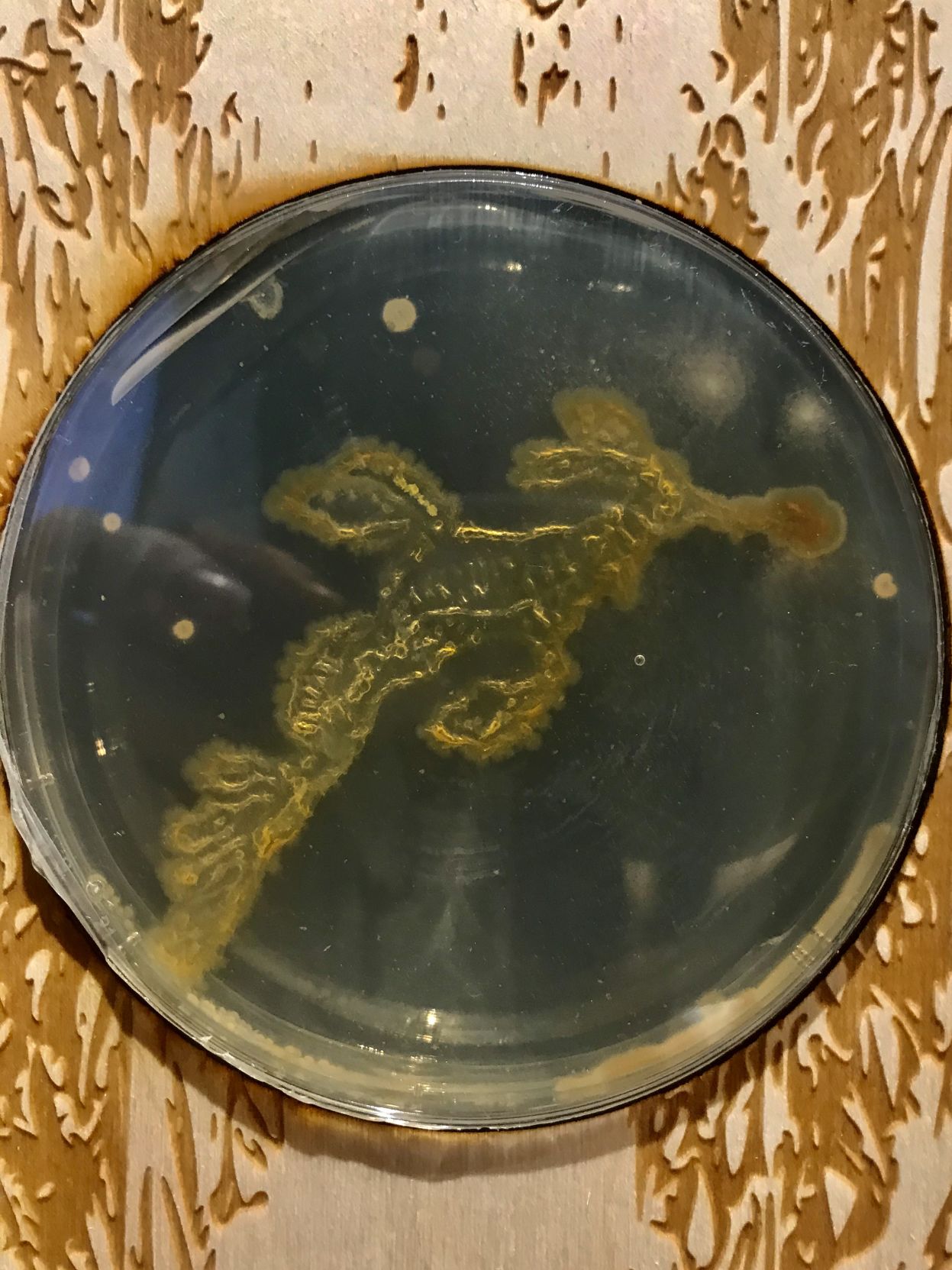 It is alive: Meagan Moore melds art and science by painting with live ...