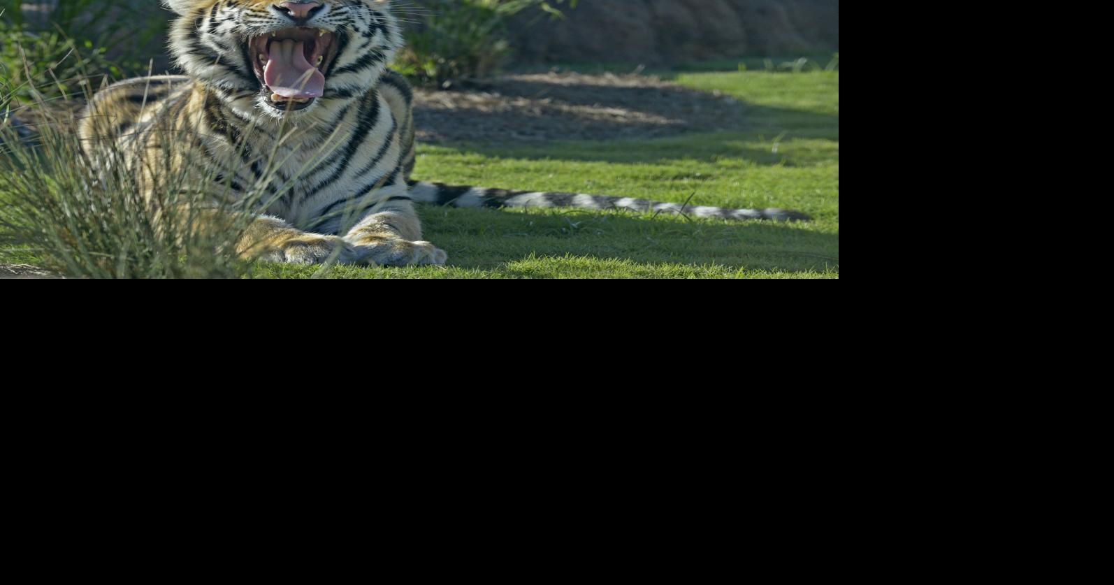 LSU's Mike VII puts on a tiger's version of the 'freshman 15' in his ...