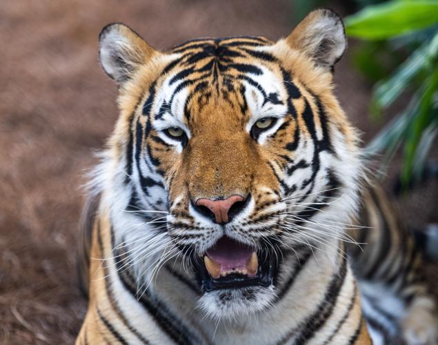 Ginger Guttner is the social media voice of Mike the Tiger ...