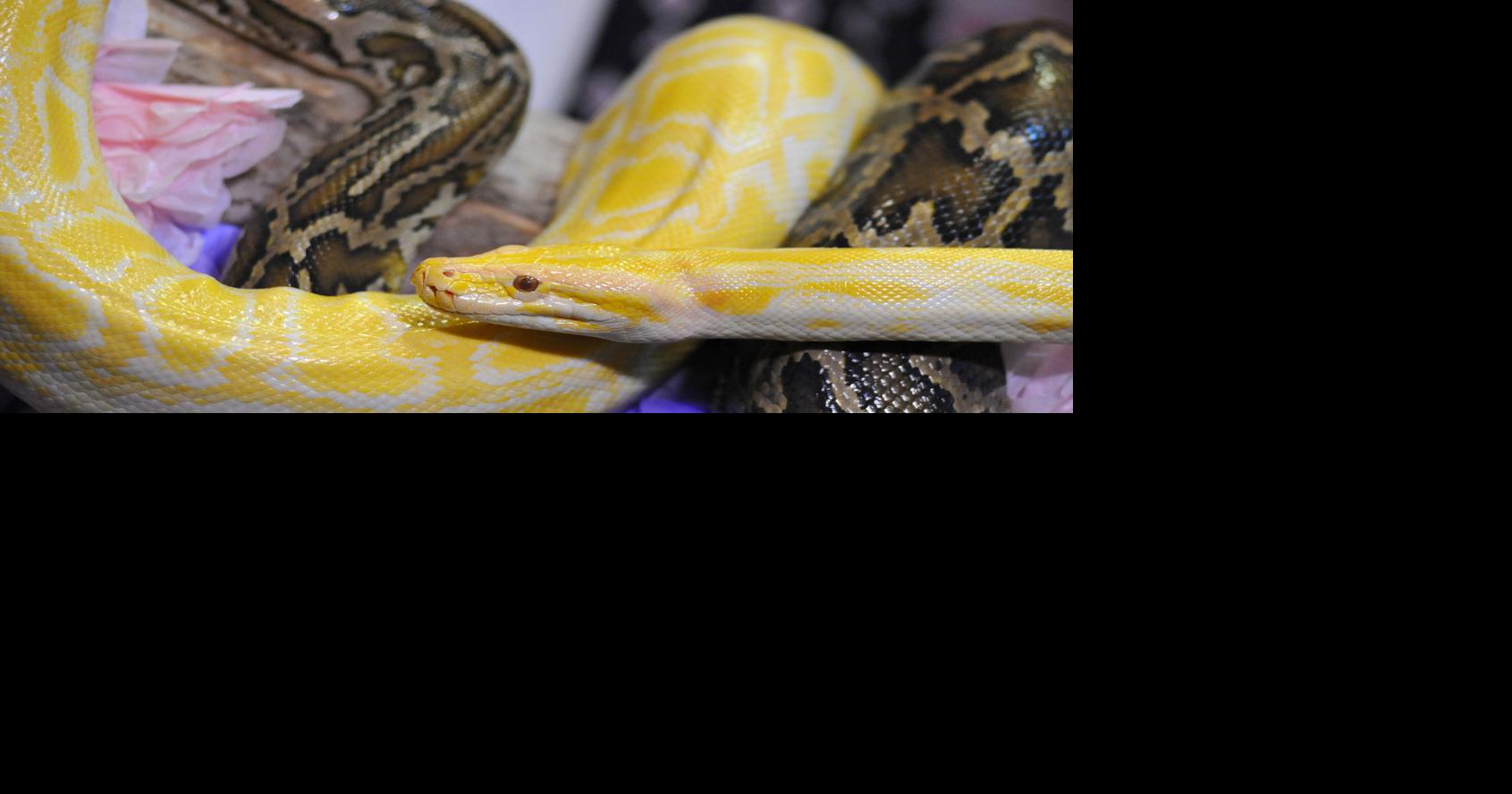 Photos: Burmese pythons Jules, Thor tie the knot at Lafayette Science ...