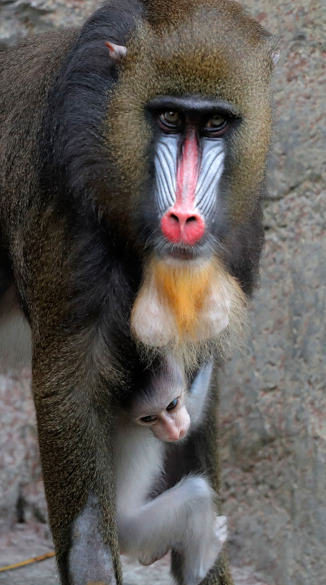 mandrill.baby.001.jpg | | theadvocate.com