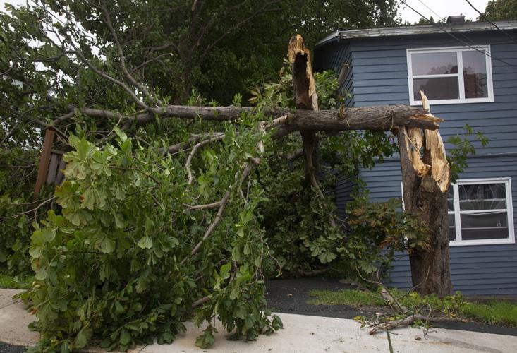 Did Ida blow down a tree in your yard? These fast-growing trees are ...