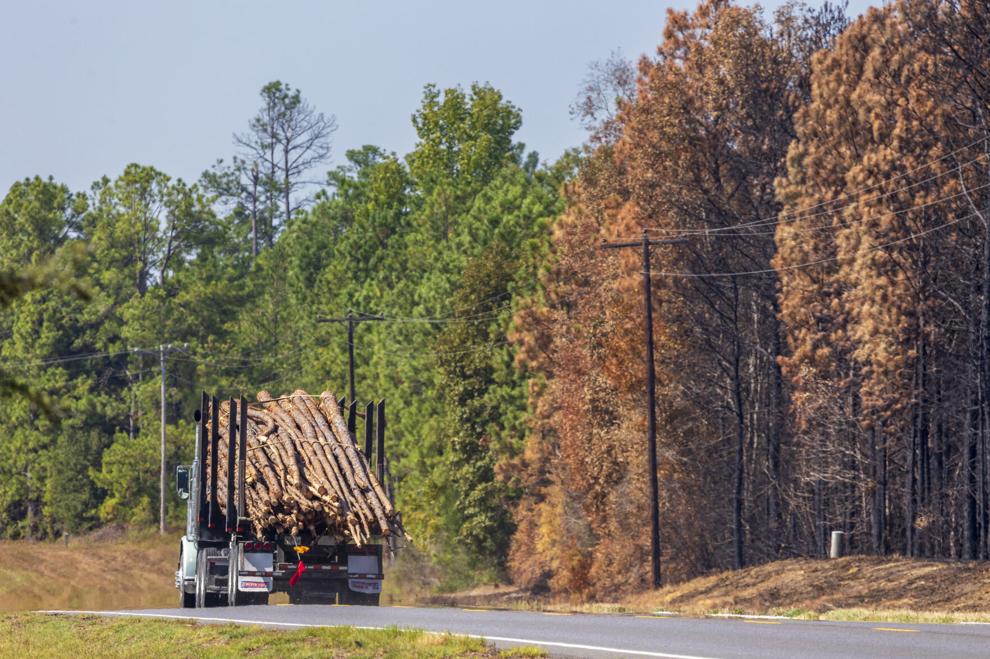 Task force looks for answers to Louisiana beetle devastation ...