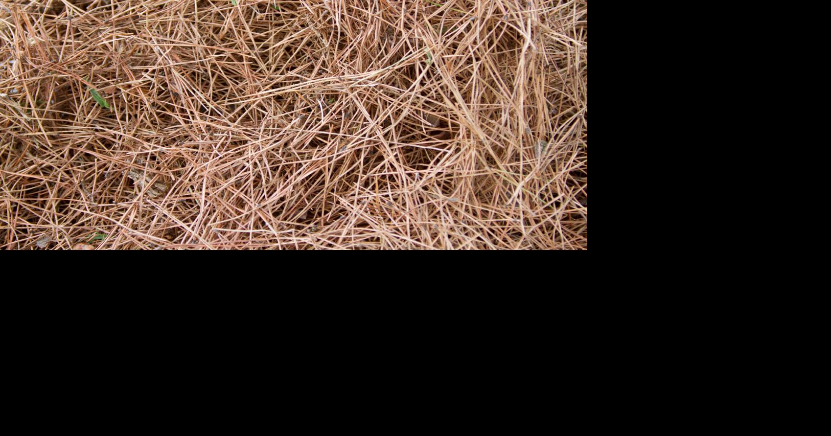 Digging In: Mulch ado: Add a fresh layer to protect and nourish fall ...