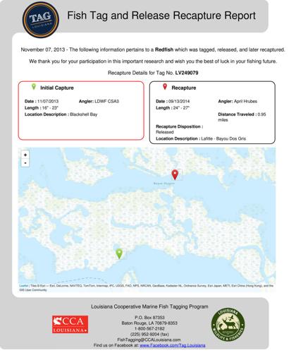 Woman lands tagged redfish during Saturday's Louisiana Saltwater Series ...