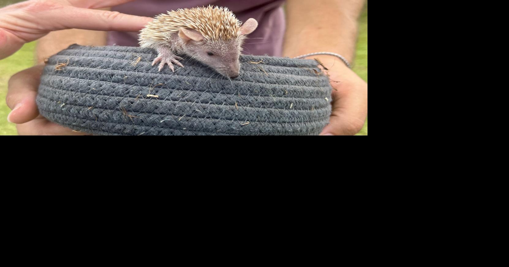 Barn Hill Preserve offers visitors fun animal encounters ...