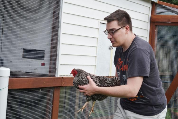 Chickens find friend, advocate in gifted poultry handler | Zachary ...