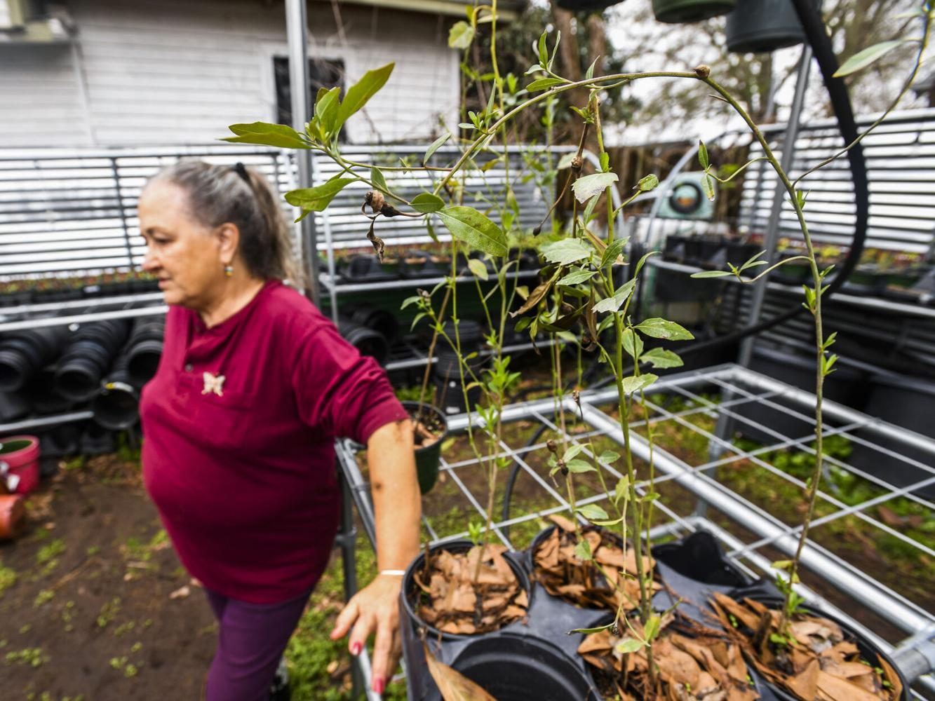 Is manglier tea really a cure-all? Curious Louisiana digs into age-old ...