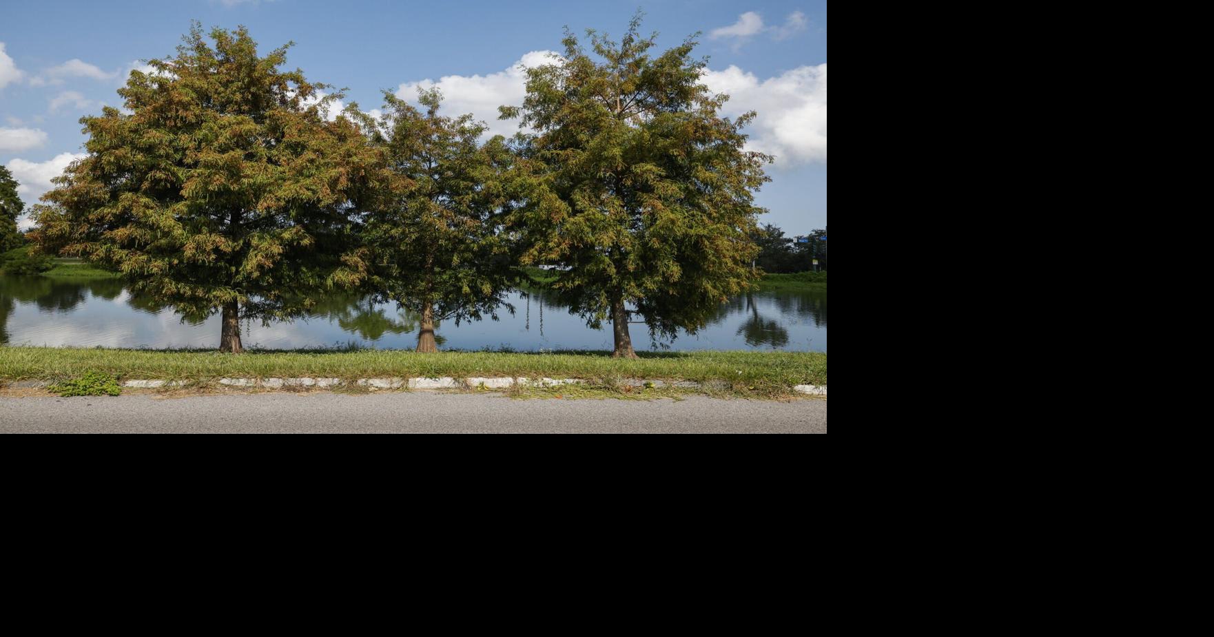 It's time to plant trees. Here's how to choose right one ...