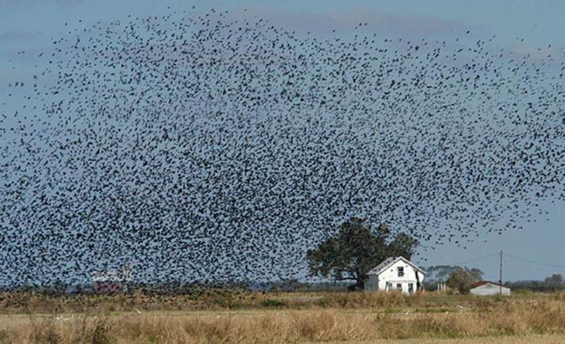 Mesmerizing new bird-migration map shows Louisiana a popular destination | Nation World ...