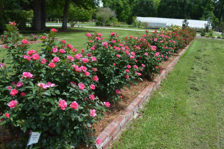 Testing roses to find the one best suited for Louisiana | News ...