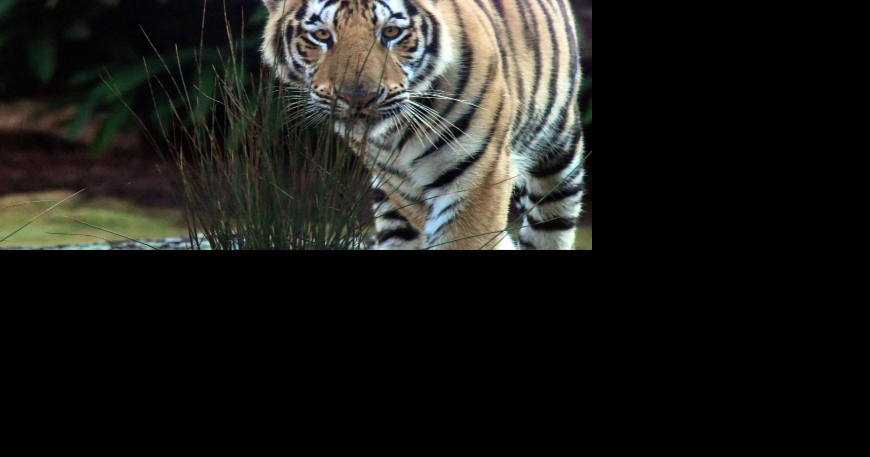 All about Mike VII: Owner says LSU's new, fun-loving mascot 'hit the ...