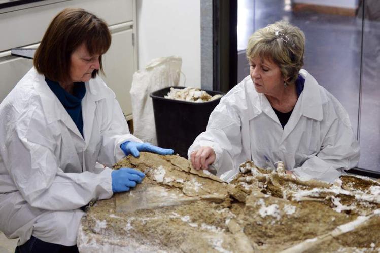 14-foot camel? Lafayette museum receiving replica of one based on 7 ...