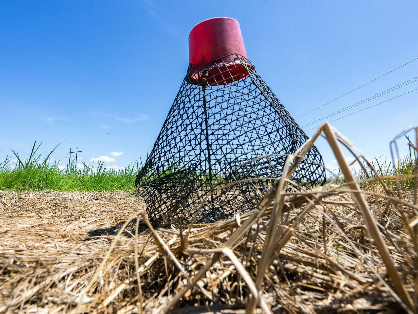 crawfish traps eunice la
