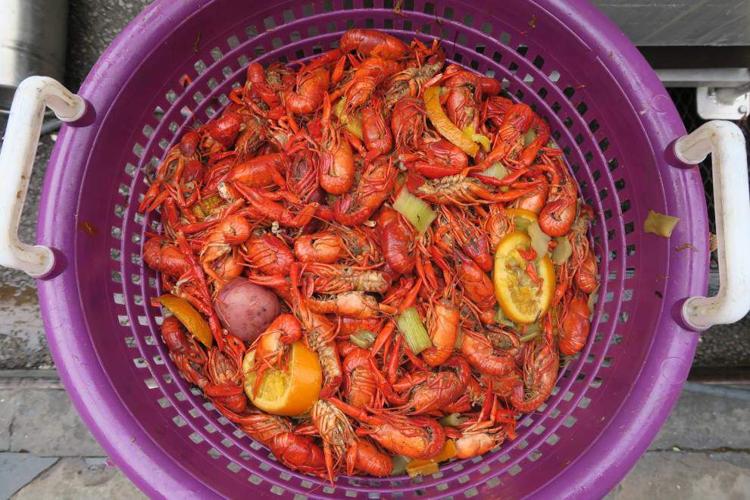 Report: Crawfish ... mudbugs — whatever you call them, Minnesota is ...