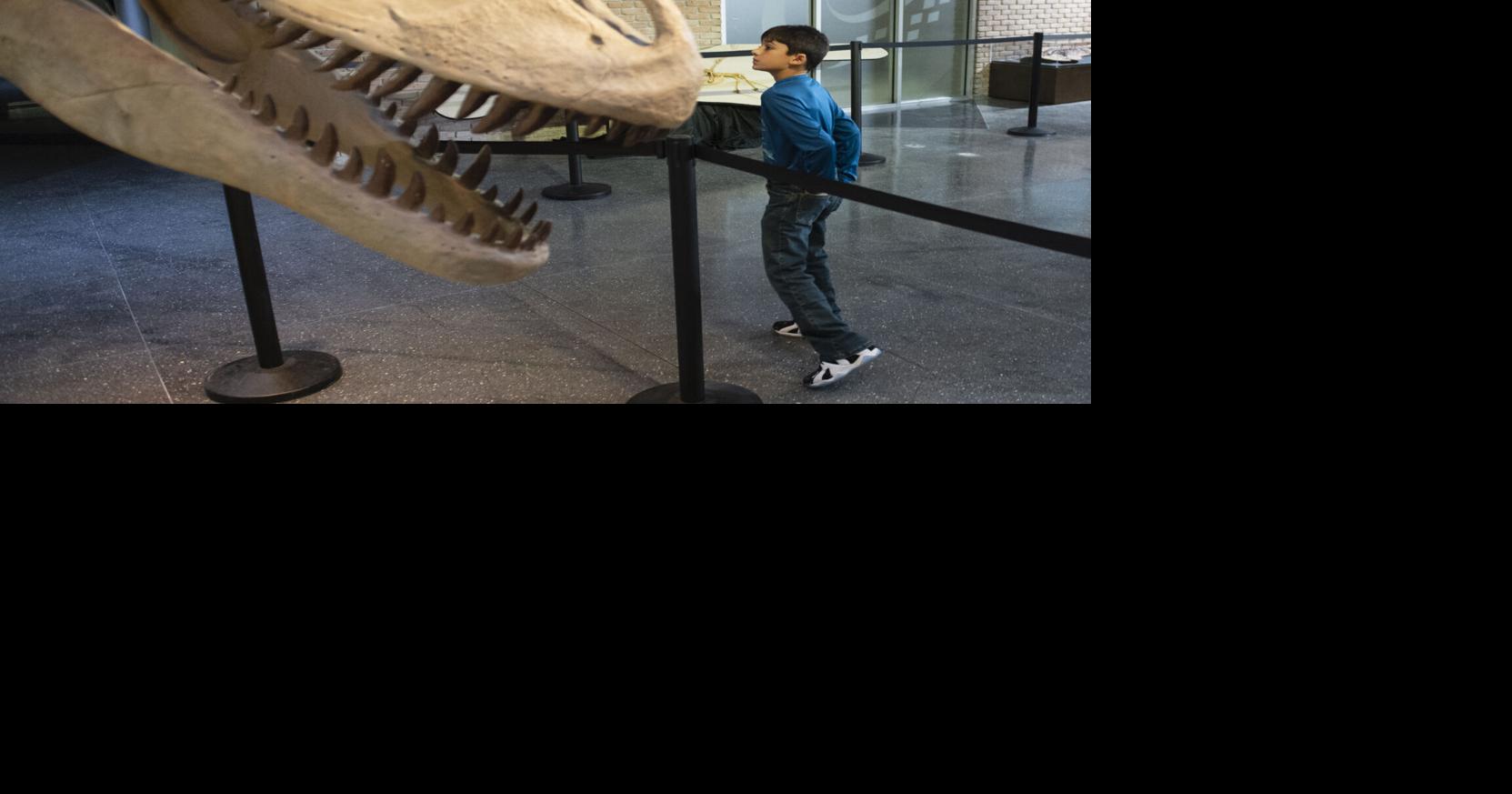 Natural Born Killers: New Lafayette Science Museum exhibit examines ...