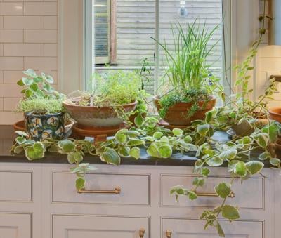 Herbs and spices benefit flavor and more, LSU AgCenter agent says ...