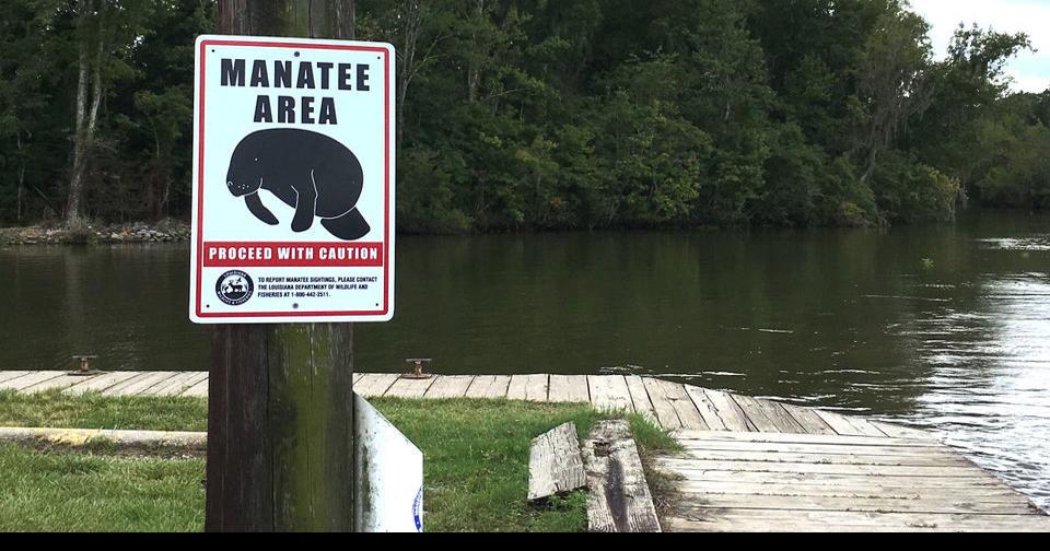 Manatee warning signs popping up across south Louisiana | Louisiana ...