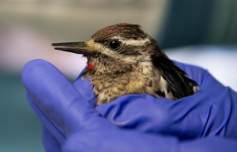 Lafayette woman rescues and rehabilitates thousands of birds ...