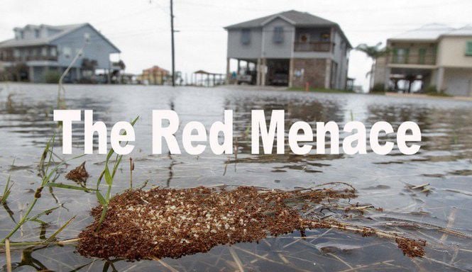 Newcomers' guide to the 5 New Orleans bugs that bug us most | Louisiana ...