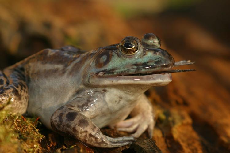 Hear that? Frogs are calling and they need you to listen | Home/Garden ...